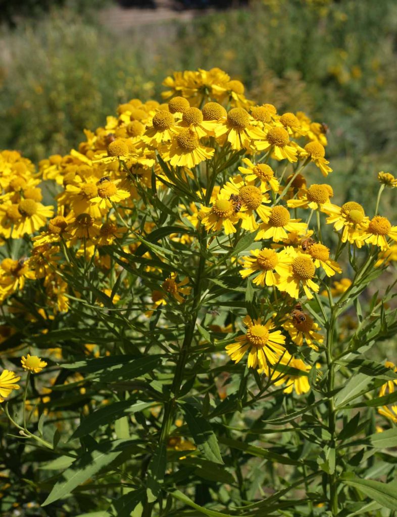 Autum Sneezeweed | Mountain Meadows